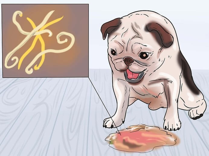Roundworms – A Complete Guidance To Secure Your Dog - CanadaPetCare Blog