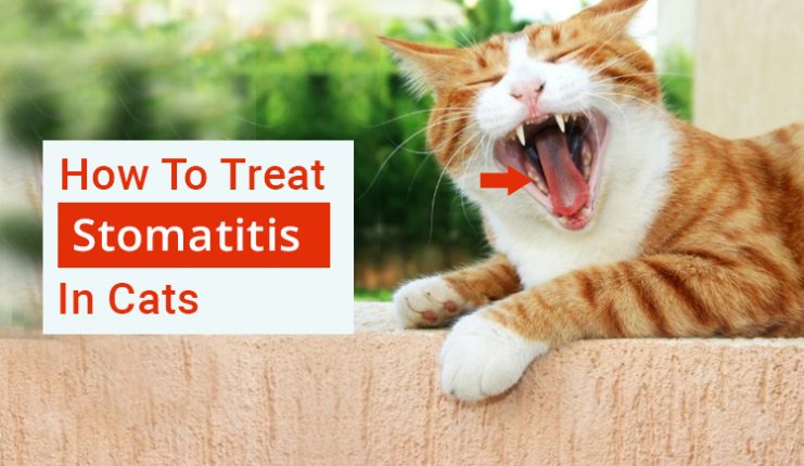 How To Treat Stomatitis in Cats